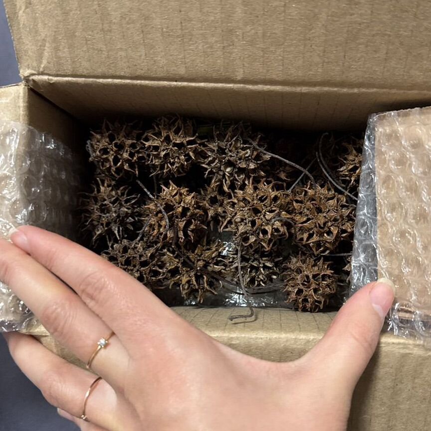 Колючки для аквариума