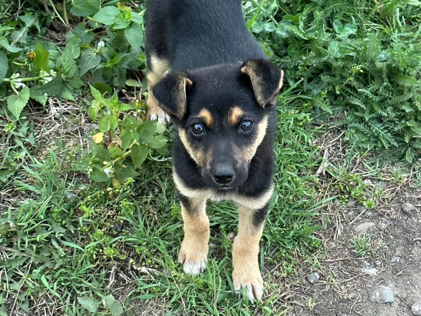 Щенок в добрые руки бесплатно