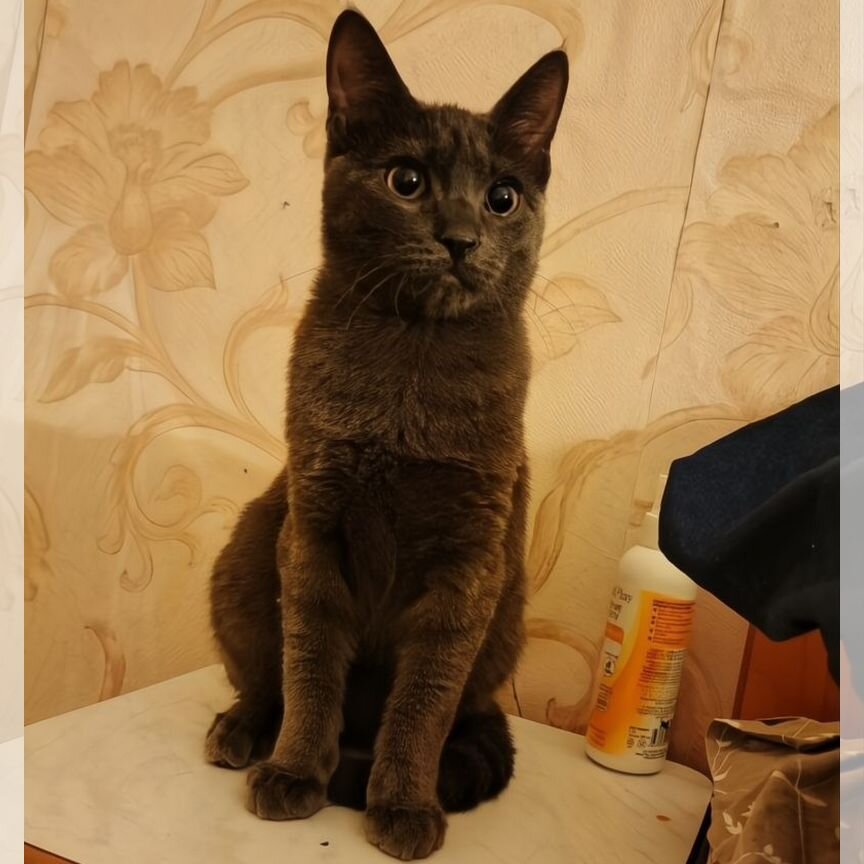 Сиамский котёнок