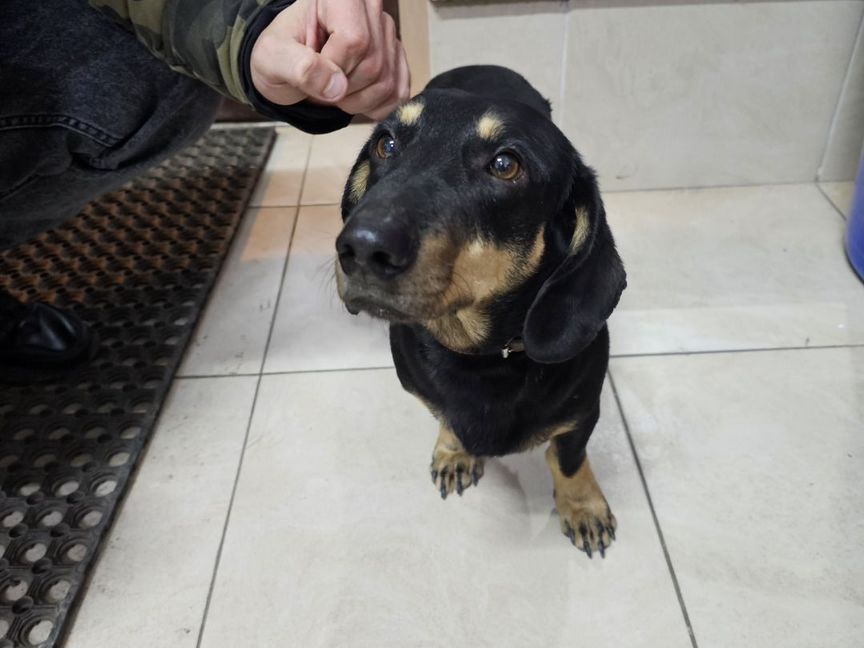 Такса потеряшка