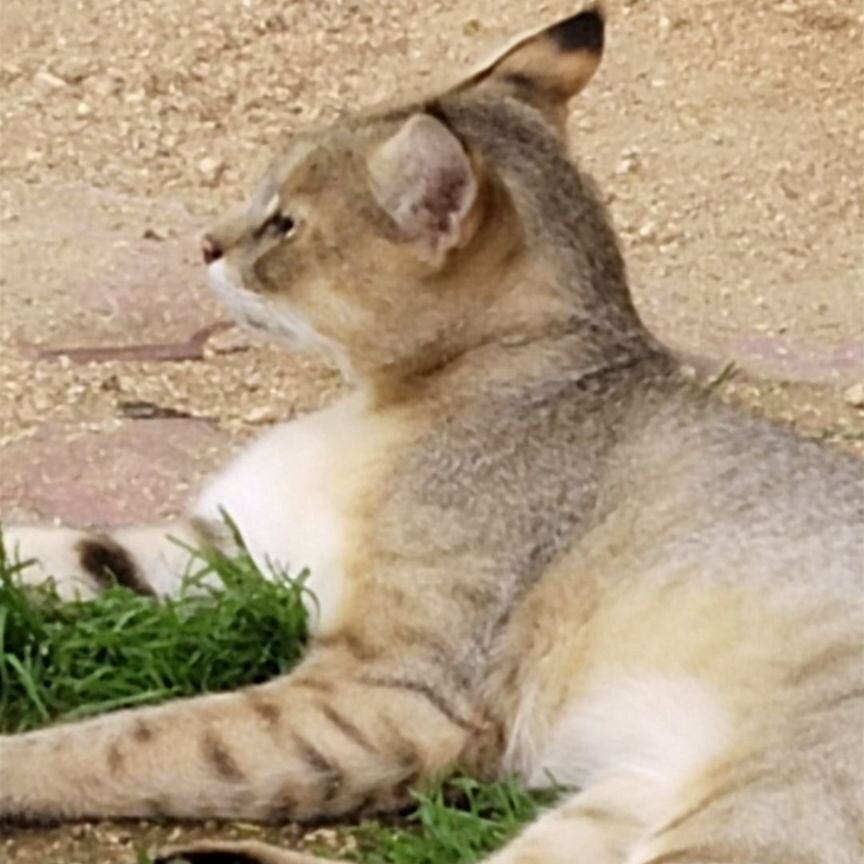 Чаузи Ф1 (85 процентная) девочка