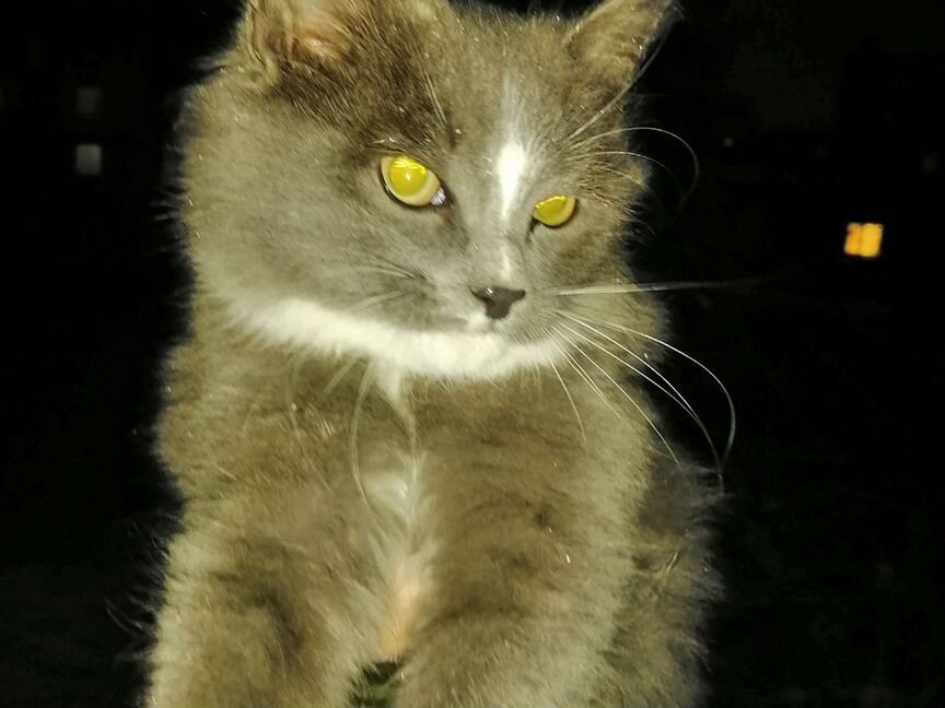 Кошка