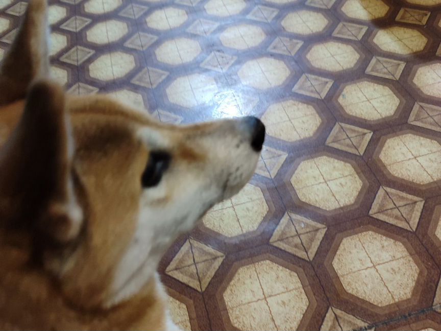 Японский сибаин