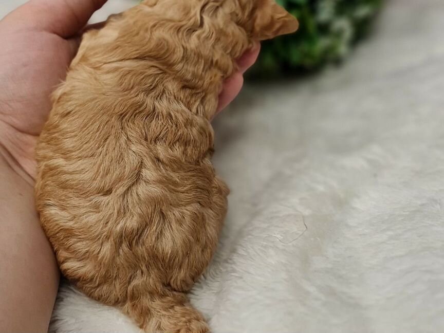 Яркий абрикос, девочка