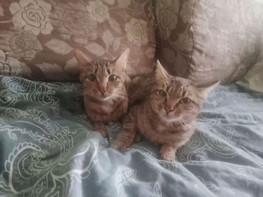 Кошки Шира и бурака