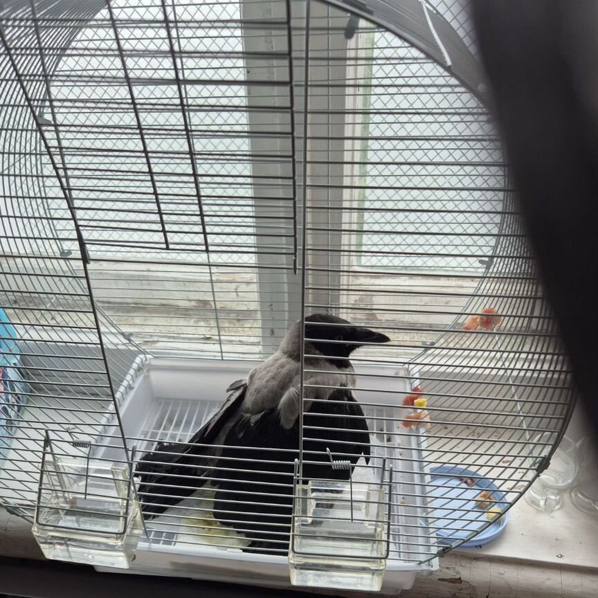 Отдаю бесплатно