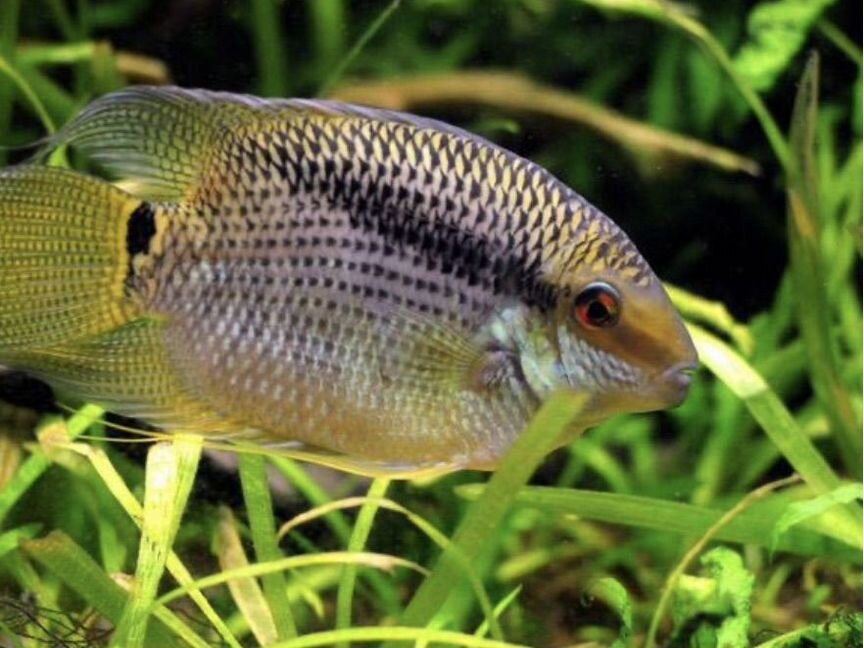 Цихлазома мезонаута