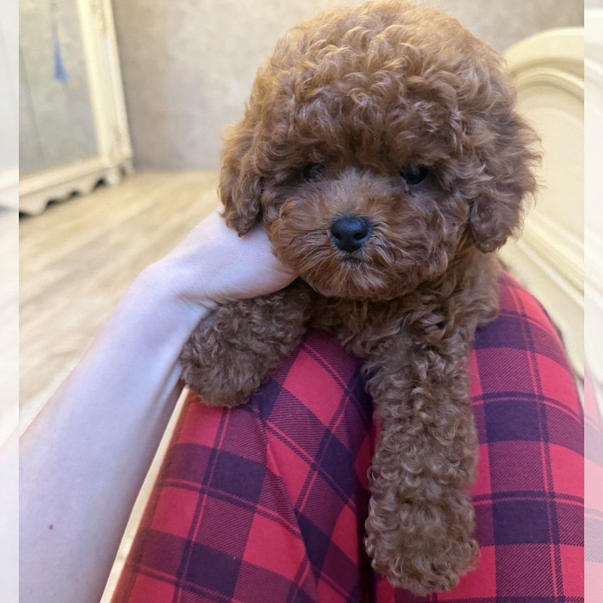 Той-пудель, щенок