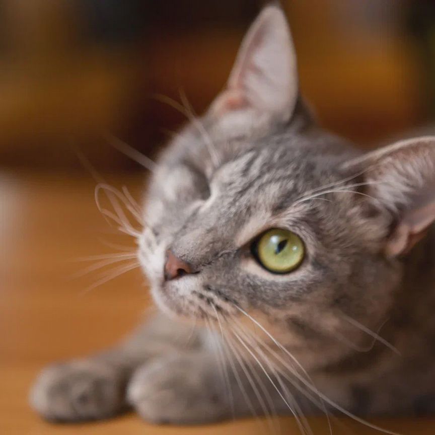 Кошка Зена - в добрые руки