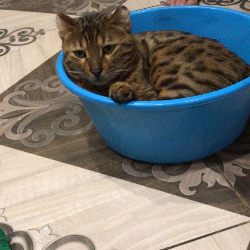 Бельгийский кот