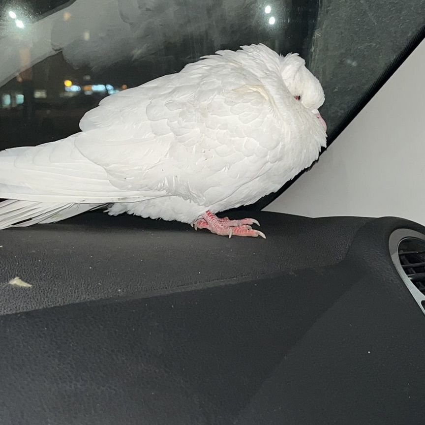 Голубь белый