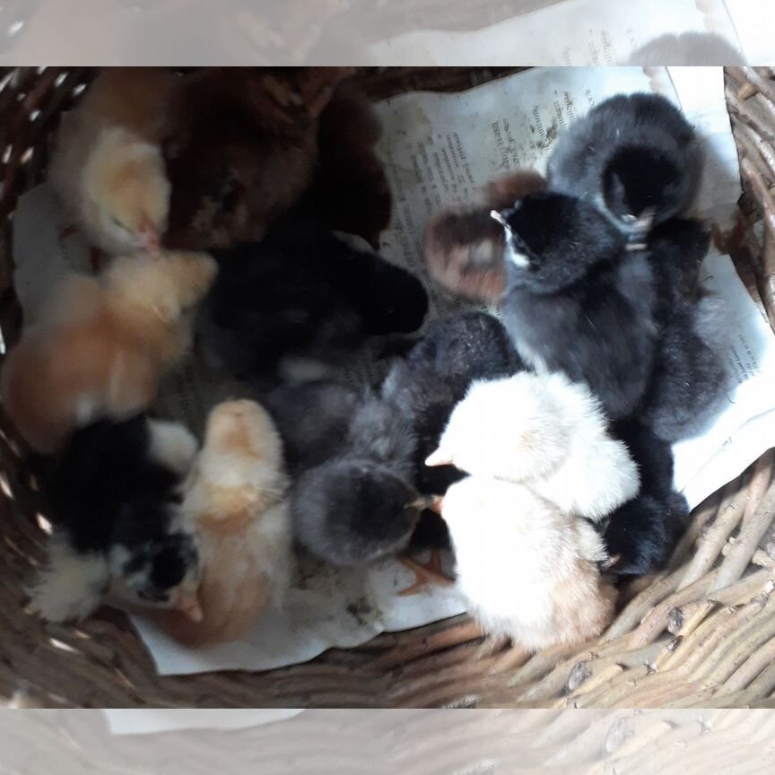 Цыплята, индоутята