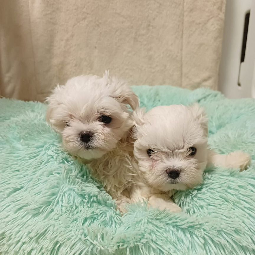 Мальчики мальтезе неверочтной красоты