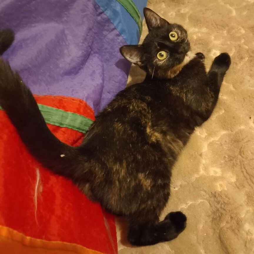 Котенок- девочка в добрые ручки