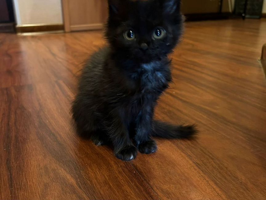 Чёрные котята в добрые руки 2.5 мес