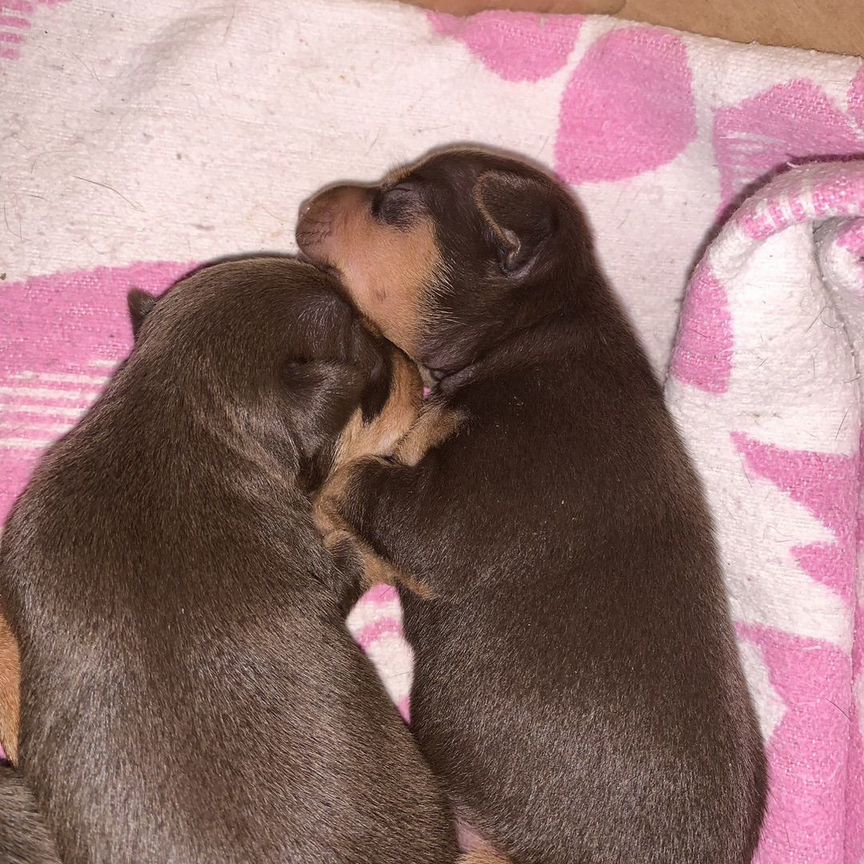 Той-терьер щенки