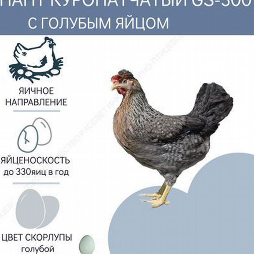 Куры Доминант дс109 гс 300