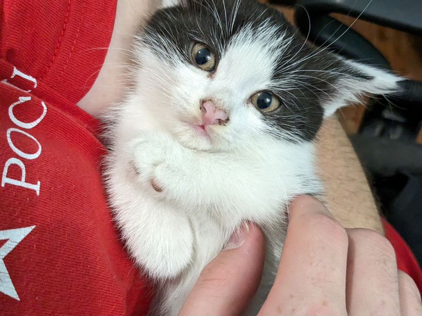 Котята в добрые руки