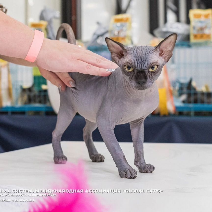 Канадский сфинкс