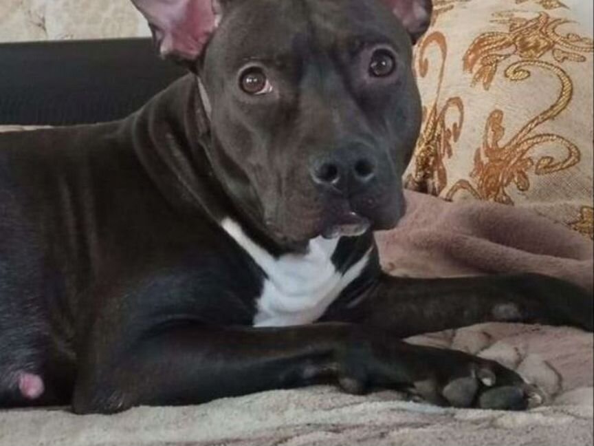 Щенки питбуля