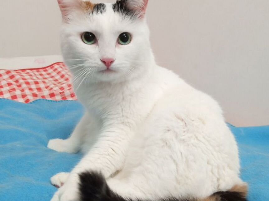 Кошка в дар