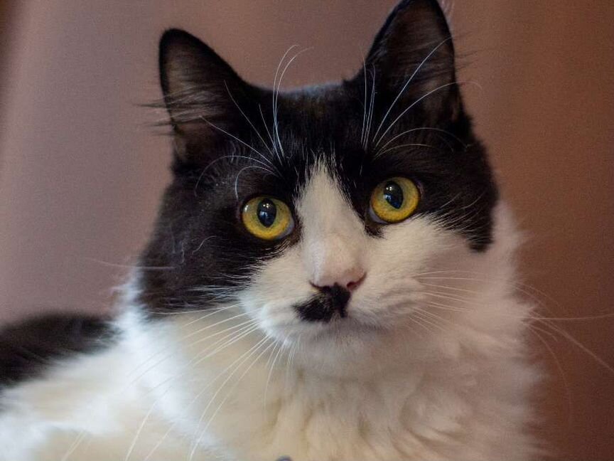 Молодой котик Феликс
