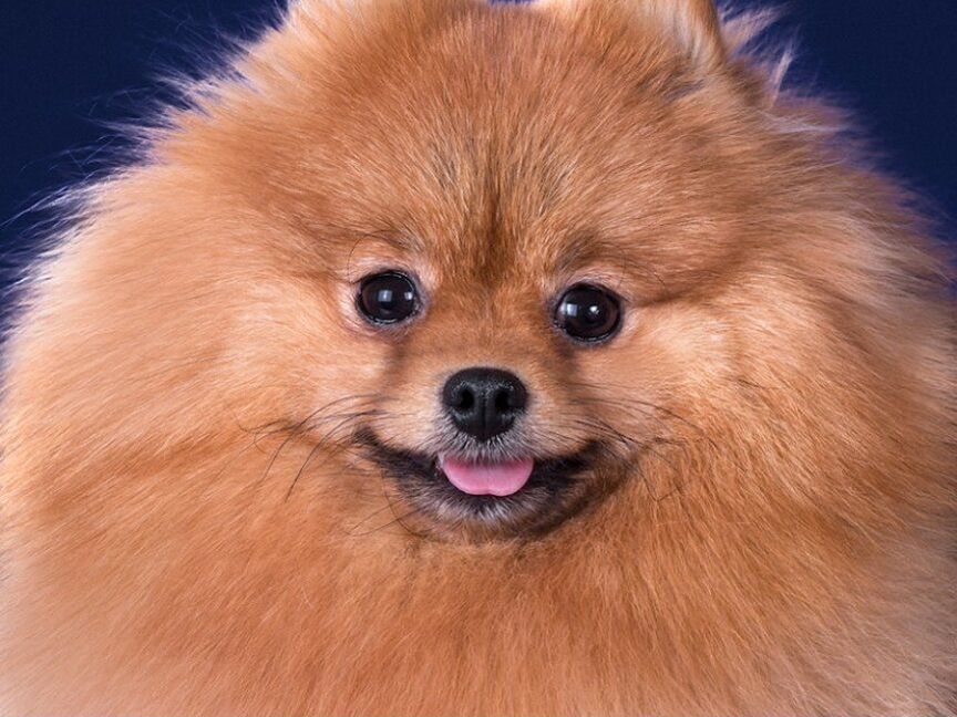 Померанский шпиц