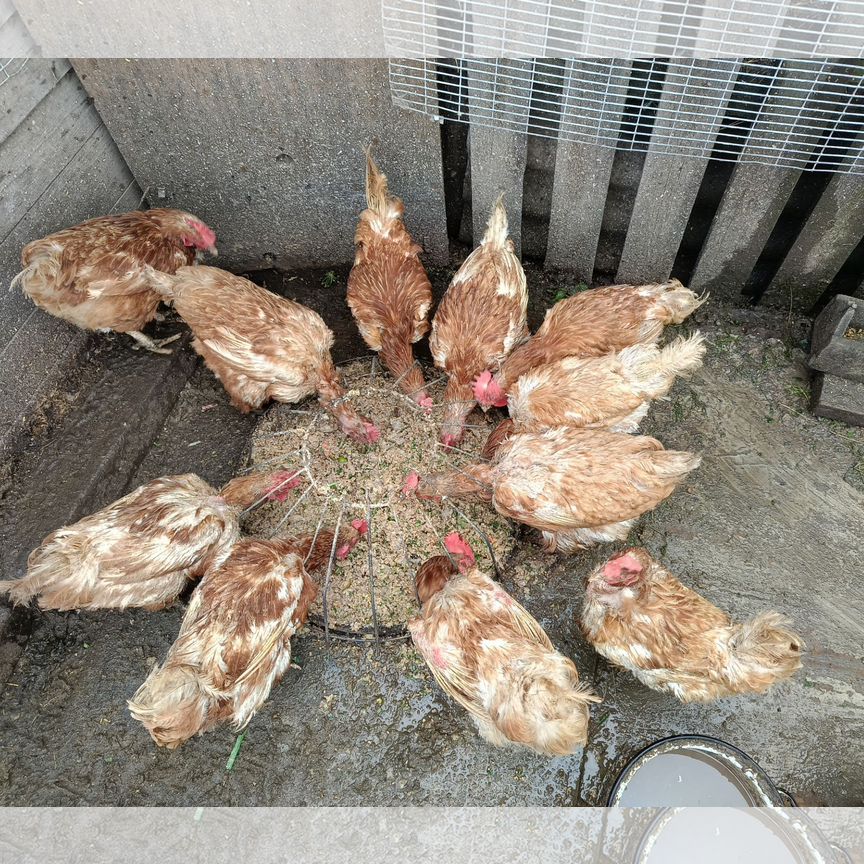 Куры несушки