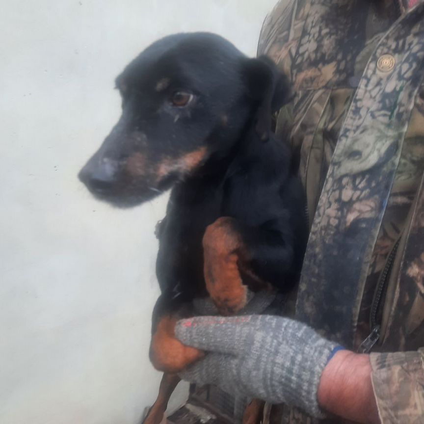 Продажа охотничьих собак