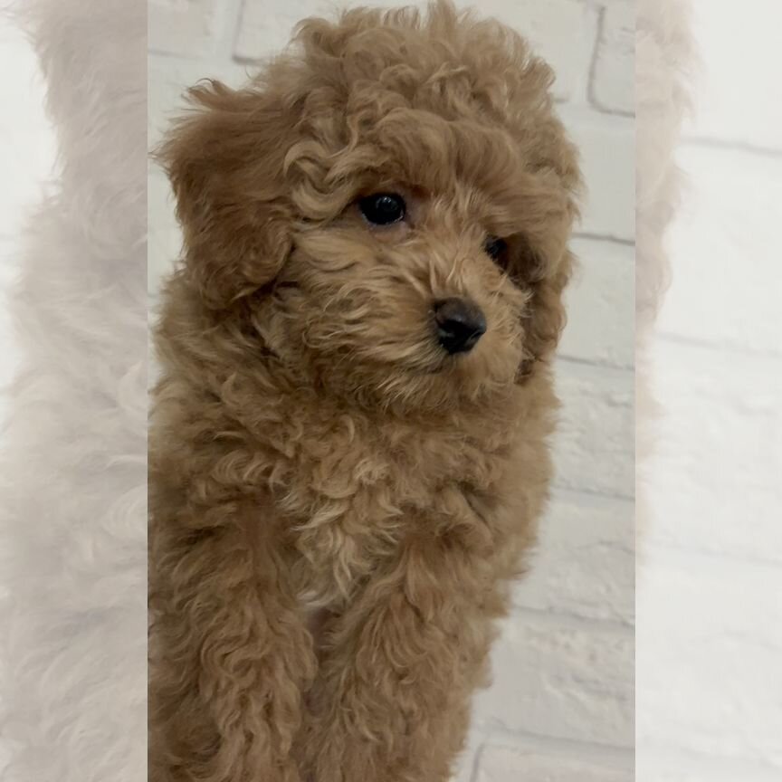 Мальтипу, щенок