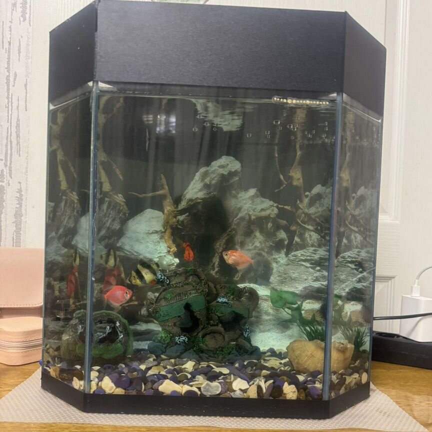 Аквариумные рыбки, с аквариумом