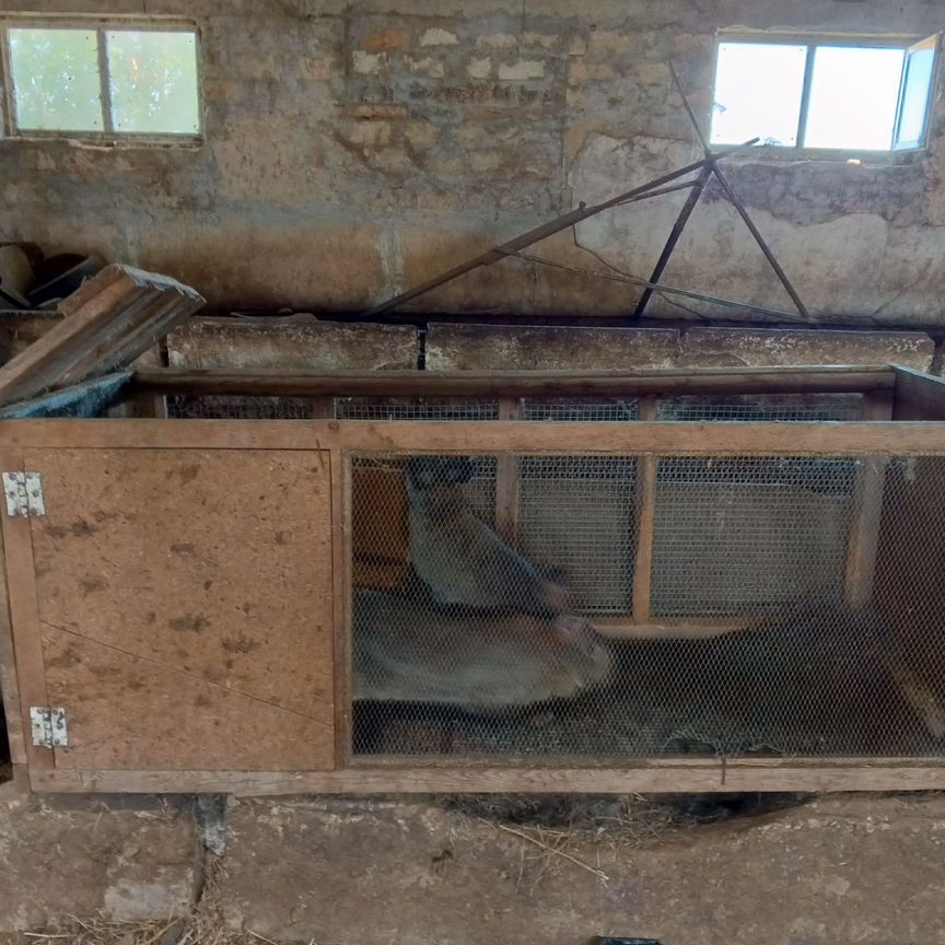 Клетки для кролей