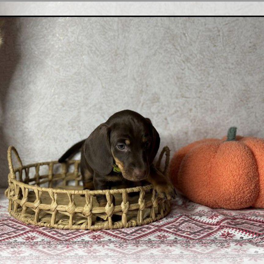 Кроличья такса, щенок