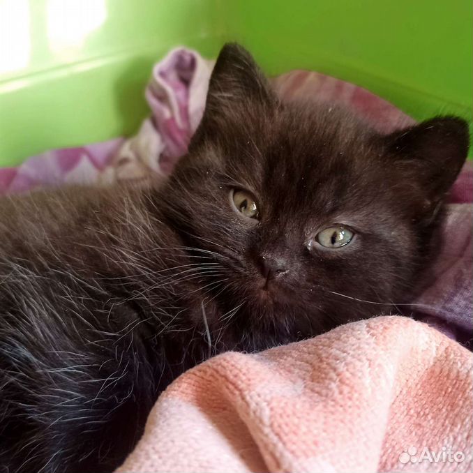 Очаровашка котёнок, мальчик и девочка, кошка в дар