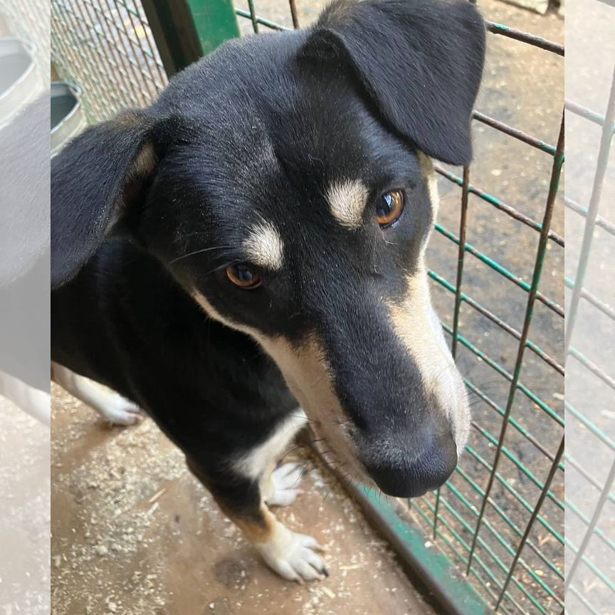 Батону нужен дом или помощь в выгуле