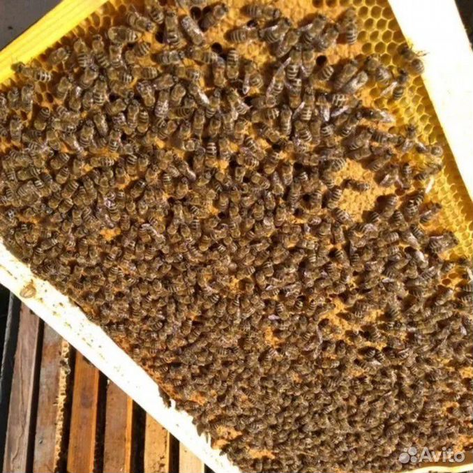 Пчелопакет с пчелами