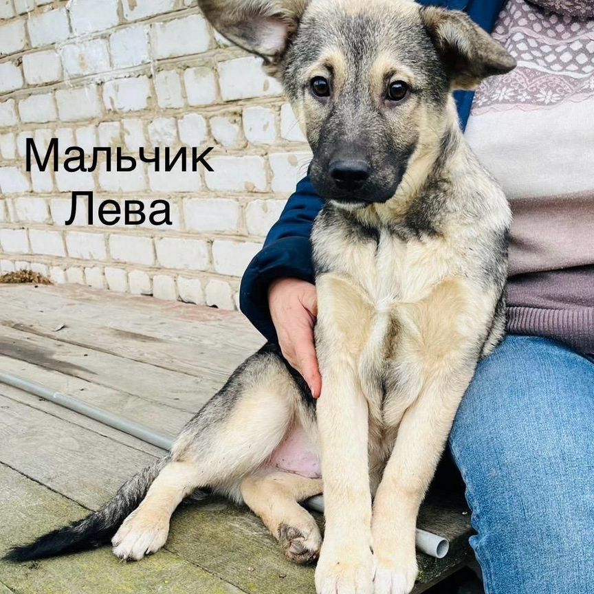 Щенки