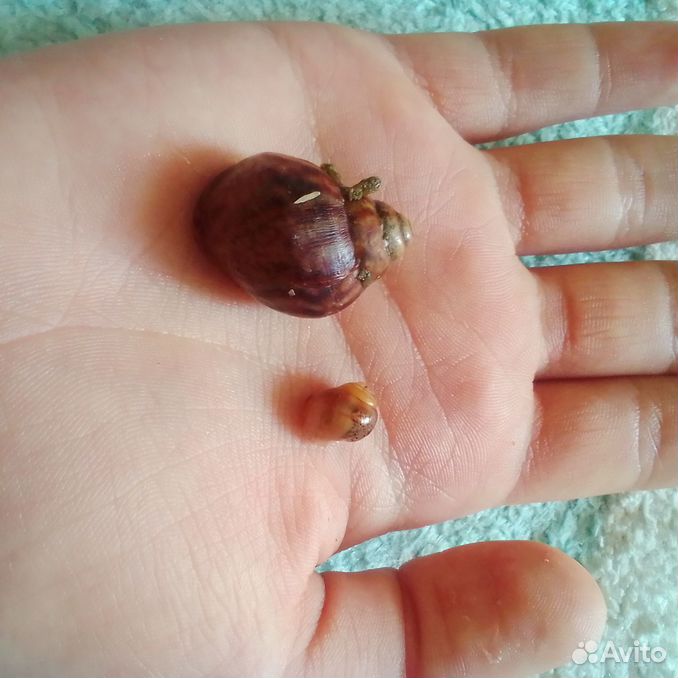 Отдам в хорошие руки улиток ахатинав