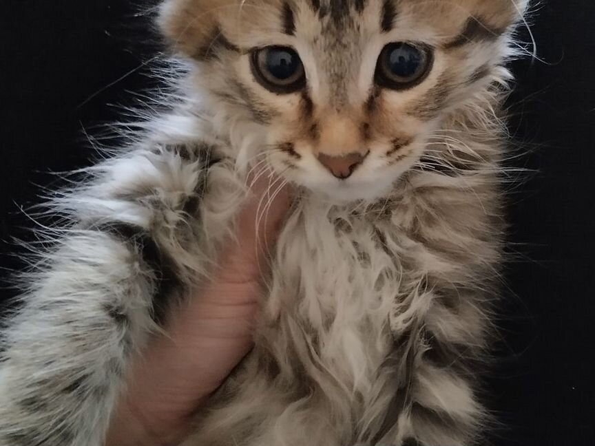 Отдам котëнка