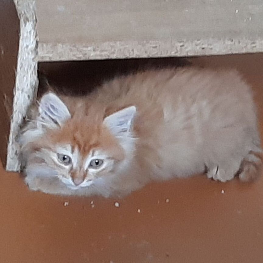 Рыжий котенок