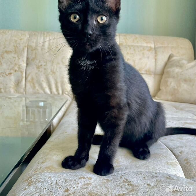 Петр - Петруня в семью