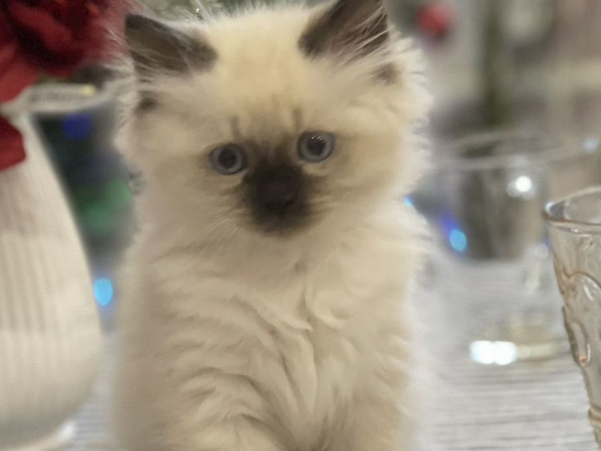 Невская маскарадная котенок