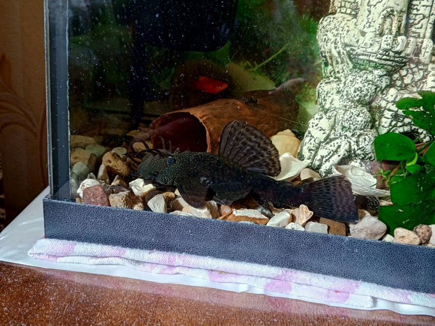 Аквариумные рыбки