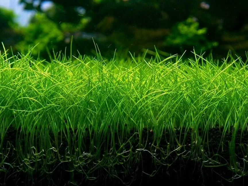 Ситняг элеохарис