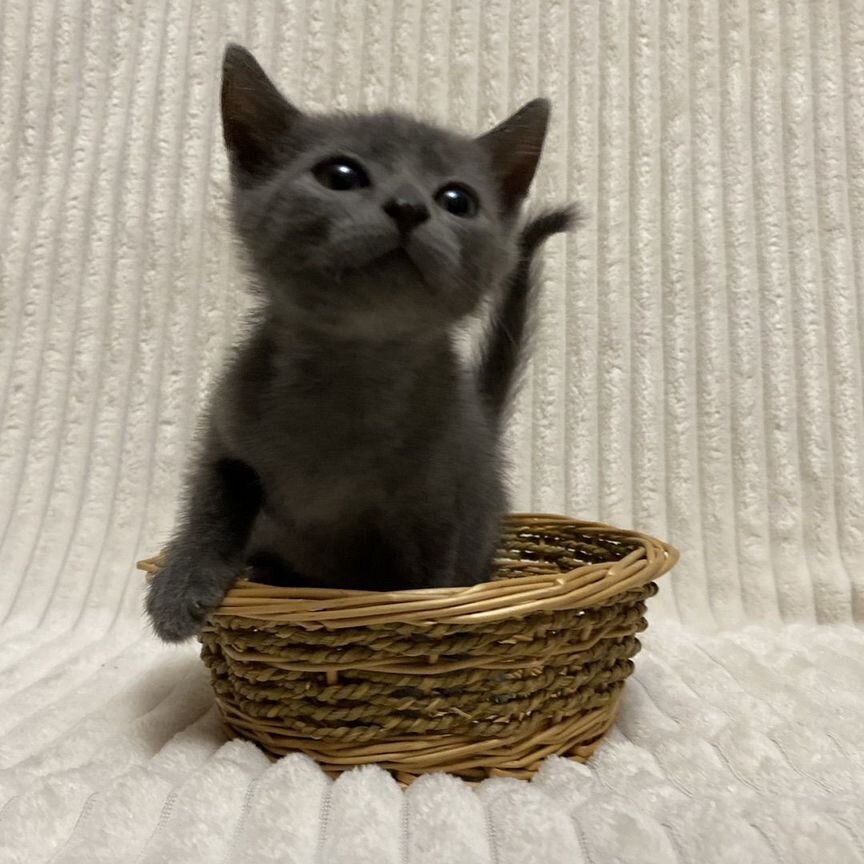 Котята в добрые руки бесплатно