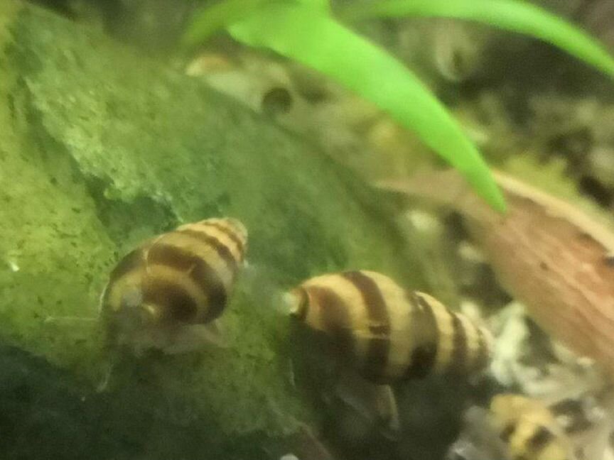 Улитка хелена