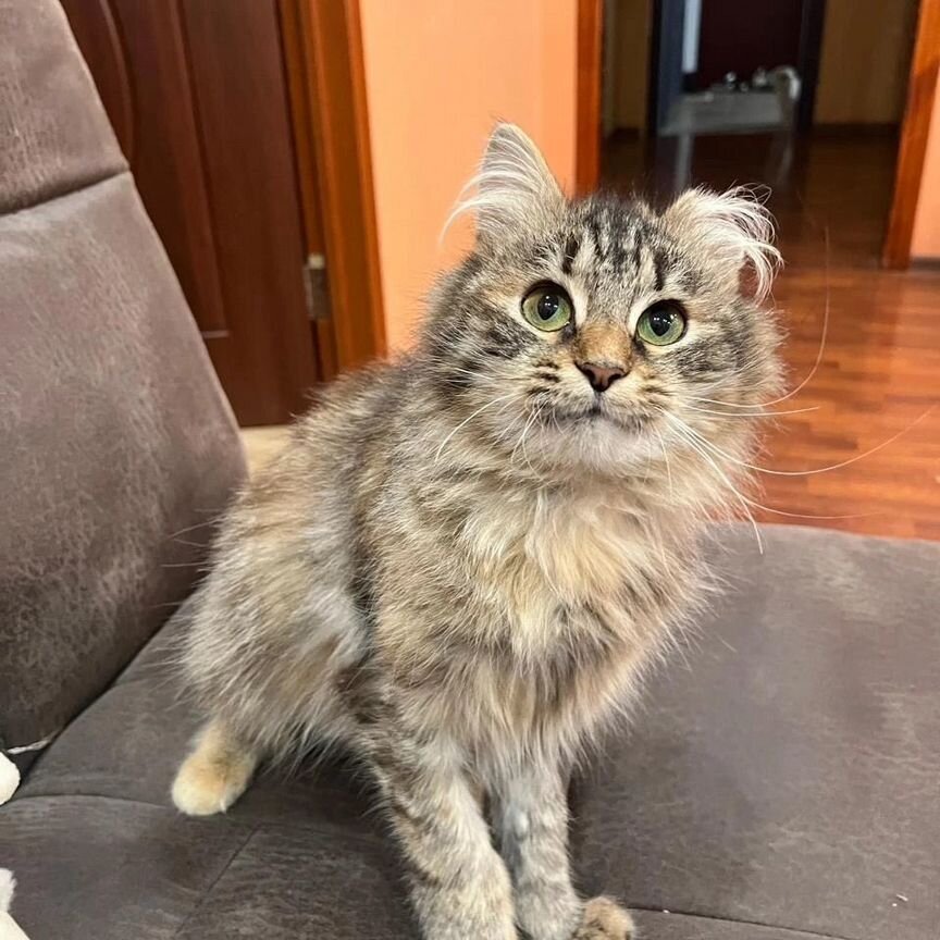 Сима, ласковая малышка 6 мес