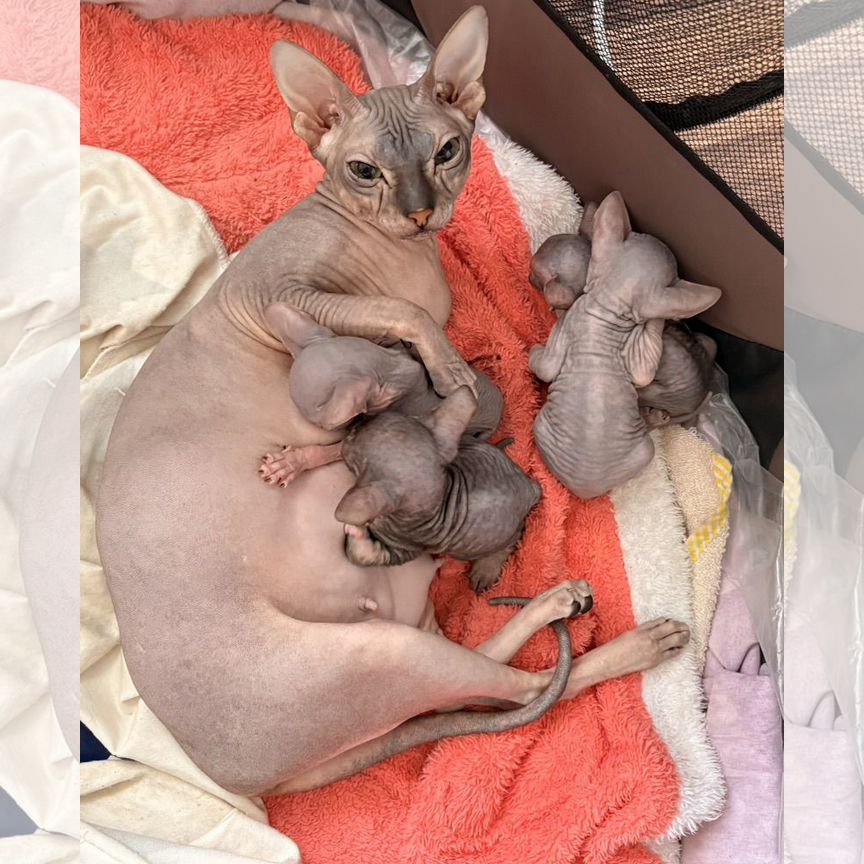 Канадский сфинкс котёнок