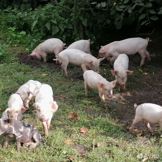 Продам поросят
