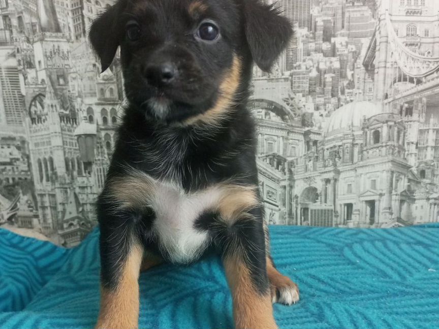 Собака в добрые руки отдам бесплатно